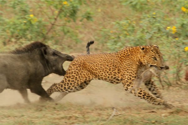wild boar attack leopard