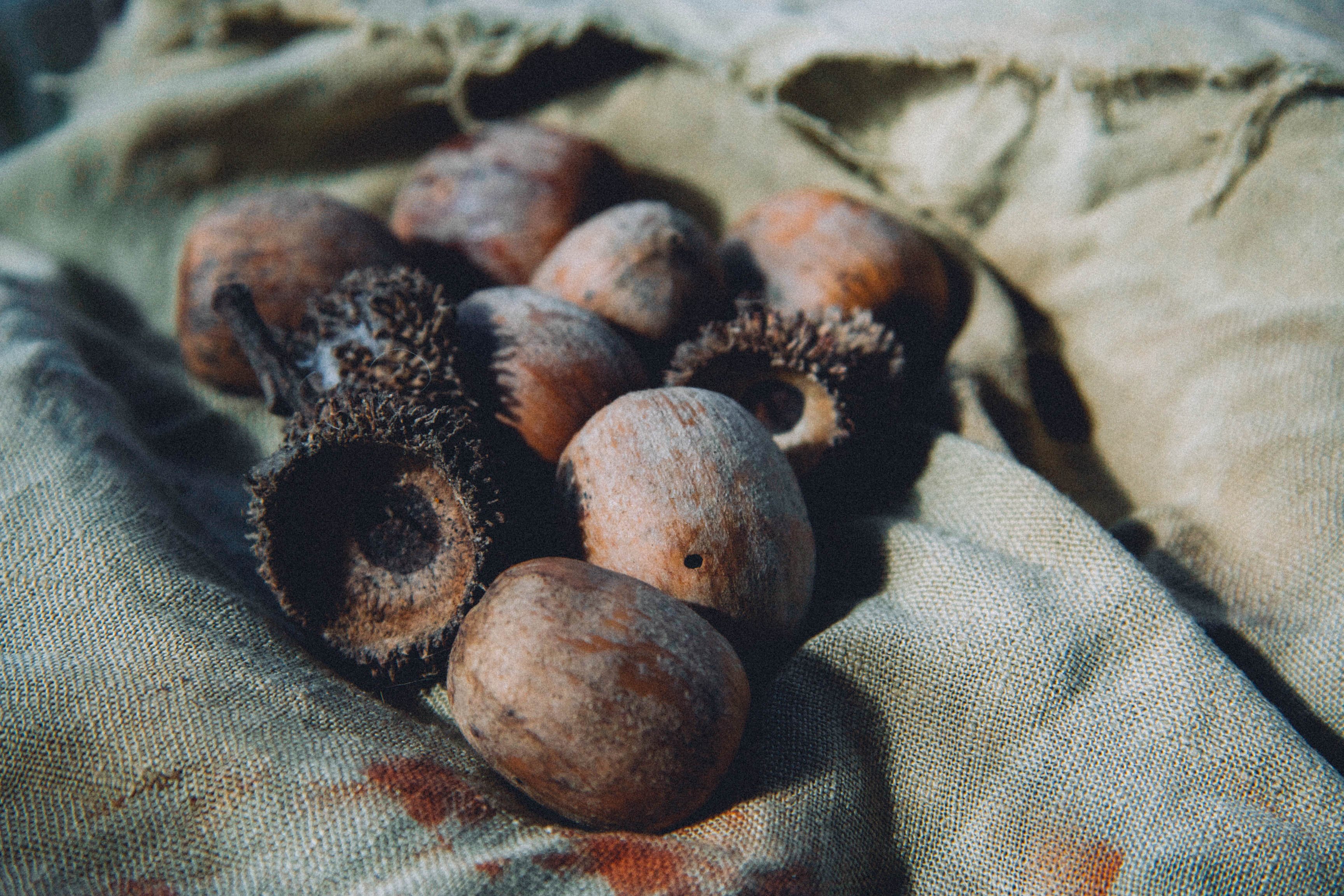 DIY Bark Tanning Leather Naturally. — Steemit