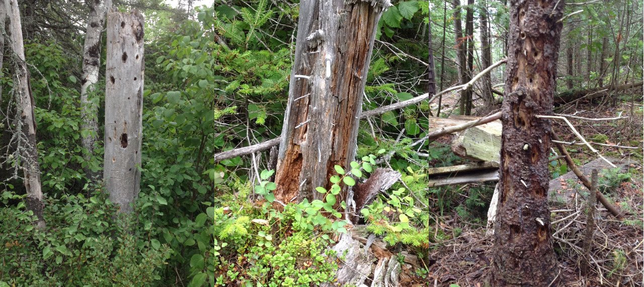 Birding on Manitoulin Island — Steemit