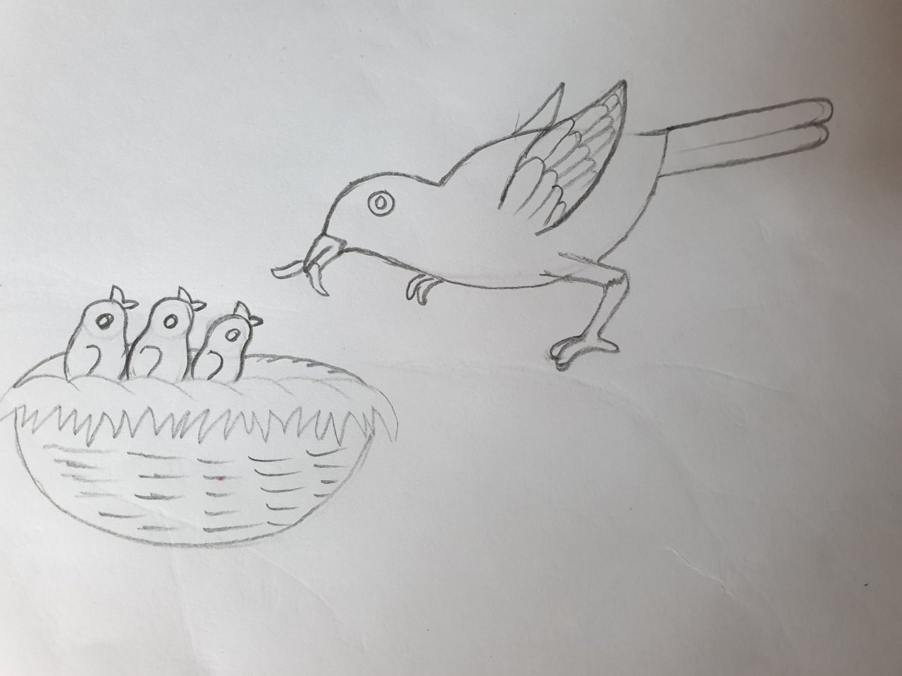 how to draw birds nest