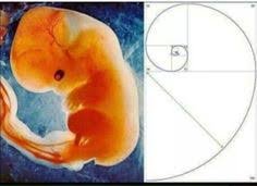 Does the Fibonacci Sequence prove that God exists? - Part 1 — Steemit