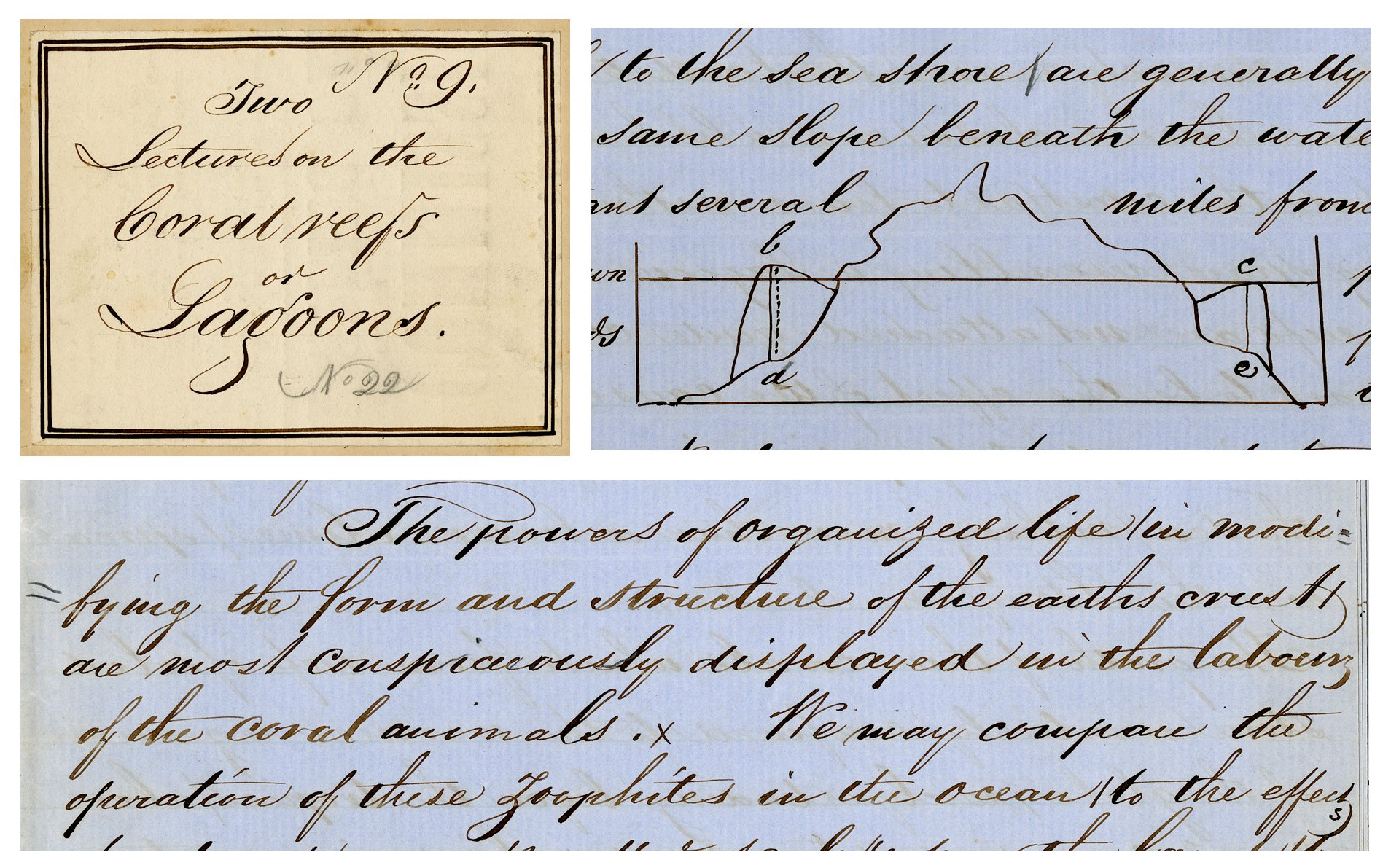 Research Paths - From Coral to a Poem and Everything Inbetween — Steemit