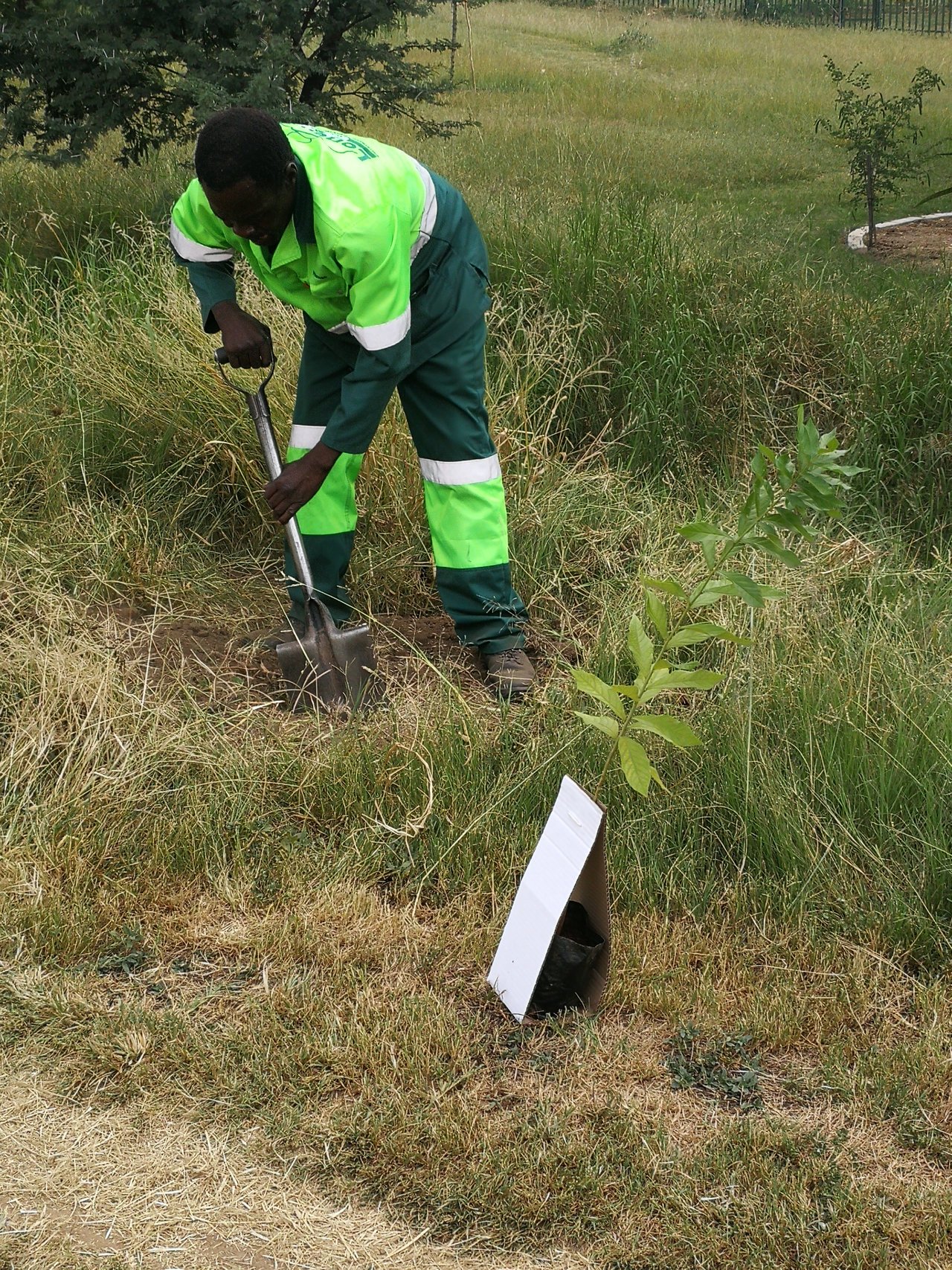 Gift Tree — Steemit