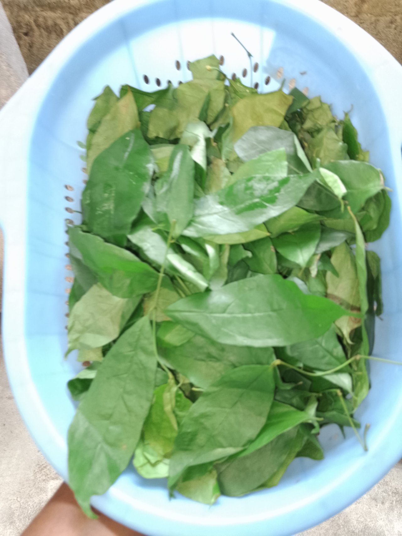 LEARN WITH STEEM: WHAT YOU NEED TO KNOW ABOUT THE UKAZI PLANT THAT WILL ...