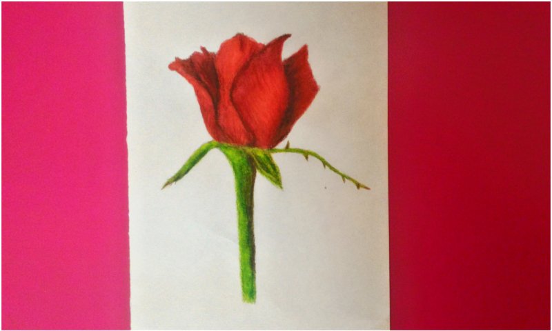 how to color a rose step by step