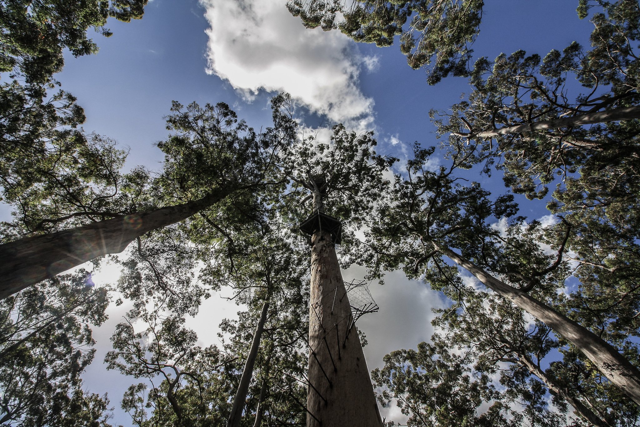 The Giant Trees of Pemberton, Western Australia! — Steemit