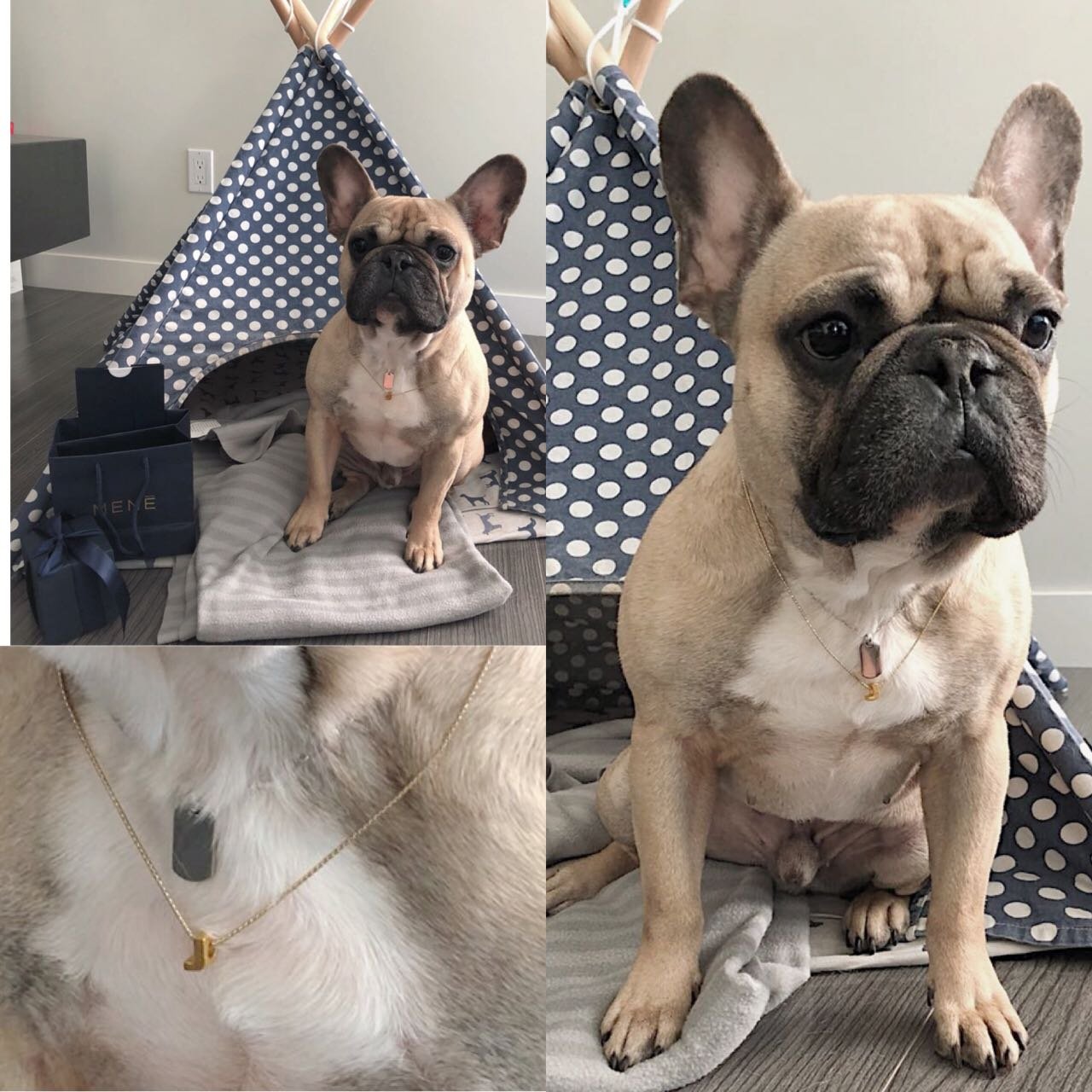 When your dog is more baller than you. Featuring Menē 24K — Steemit