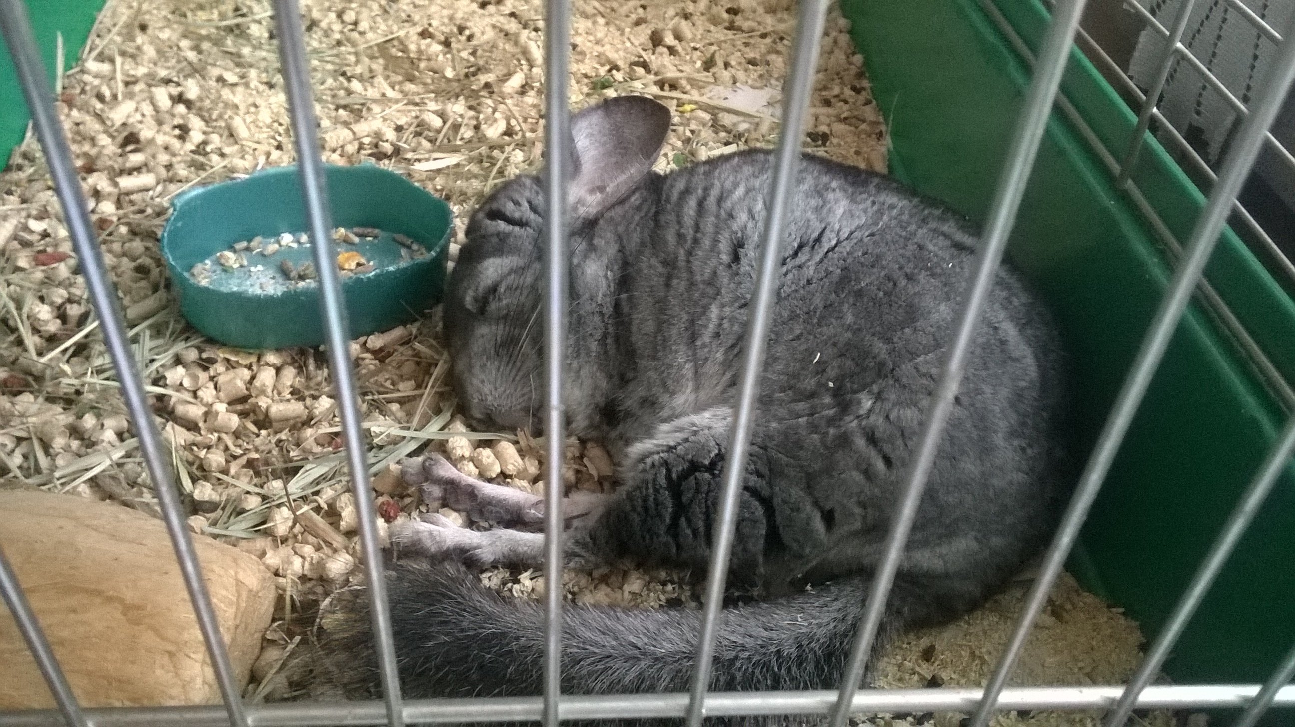 Szynszyla czyli o zwierzątku rodem z Ameryki Połudiowej // Chinchilla ...