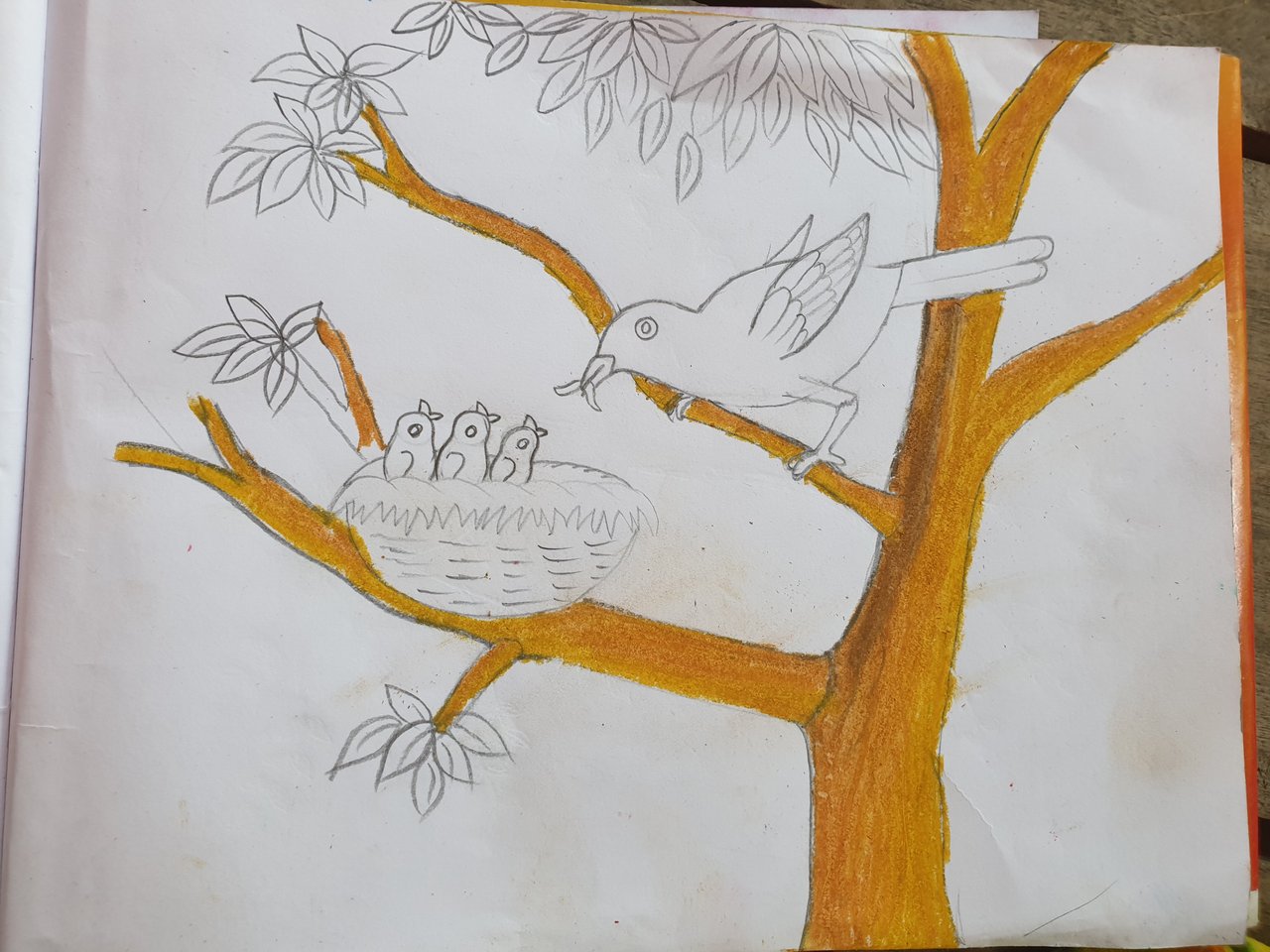 how to draw birds nest