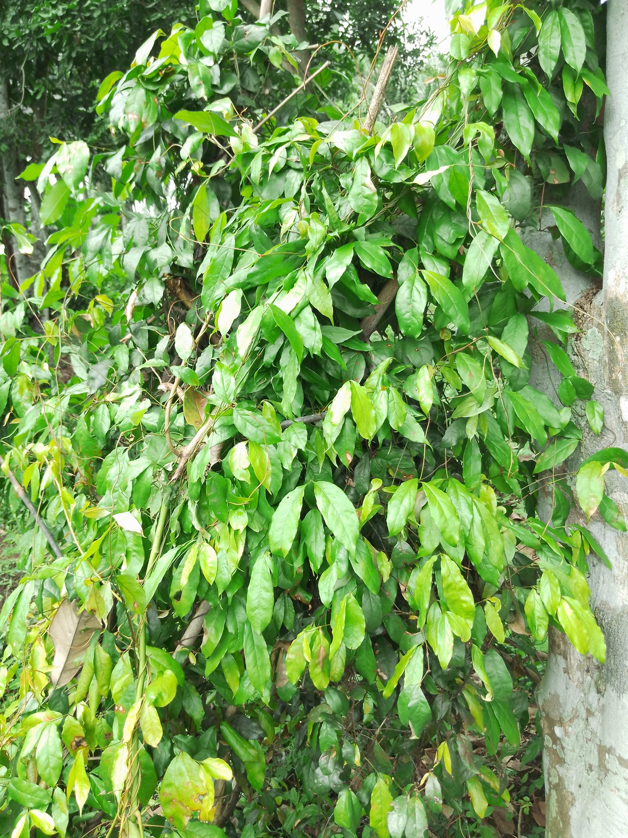 LEARN WITH STEEM: WHAT YOU NEED TO KNOW ABOUT THE UKAZI PLANT THAT WILL ...