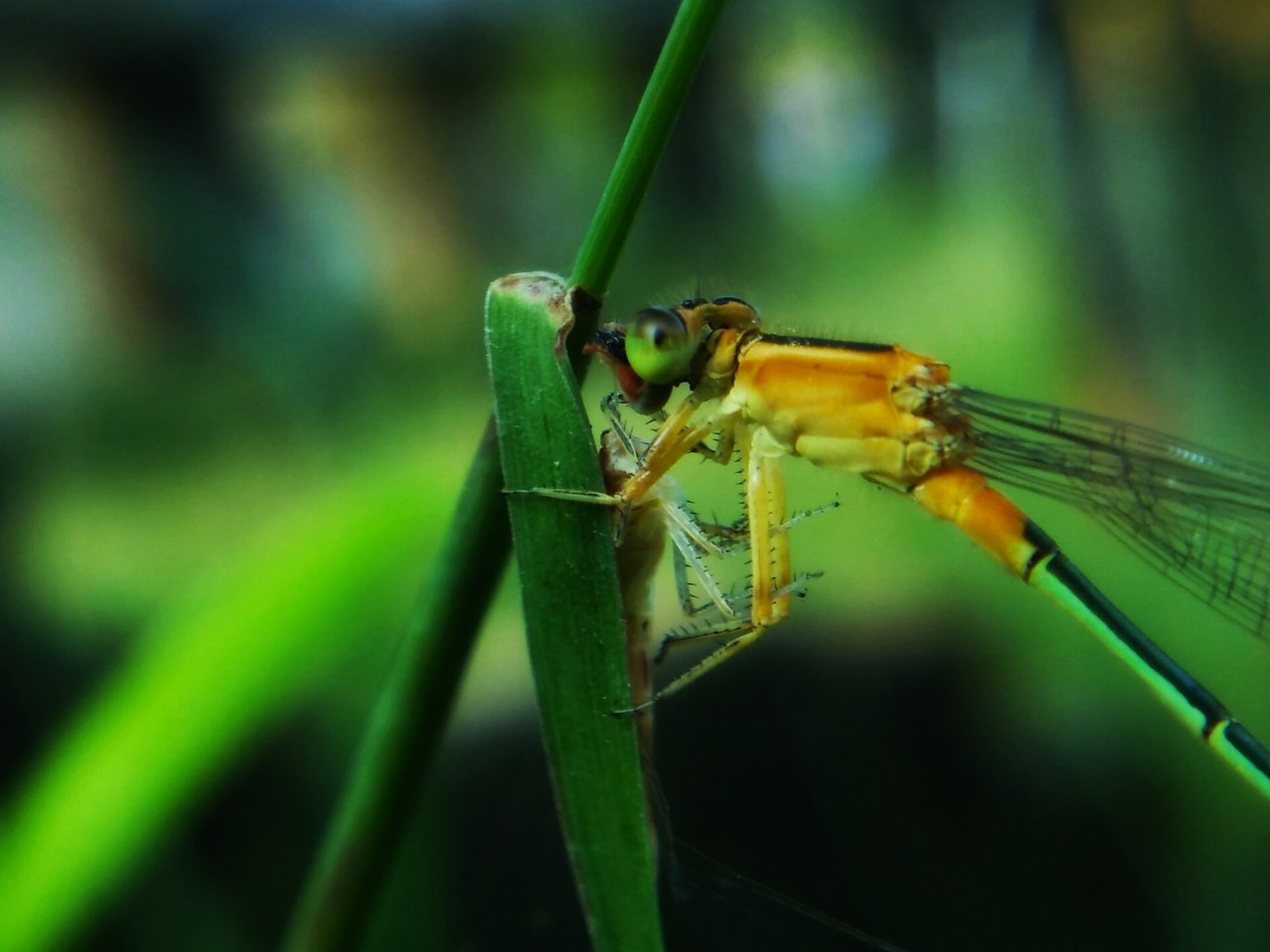 Damselfly | Capung Jarum — Steemit
