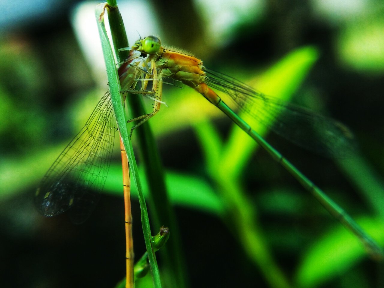 Damselfly | Capung Jarum — Steemit