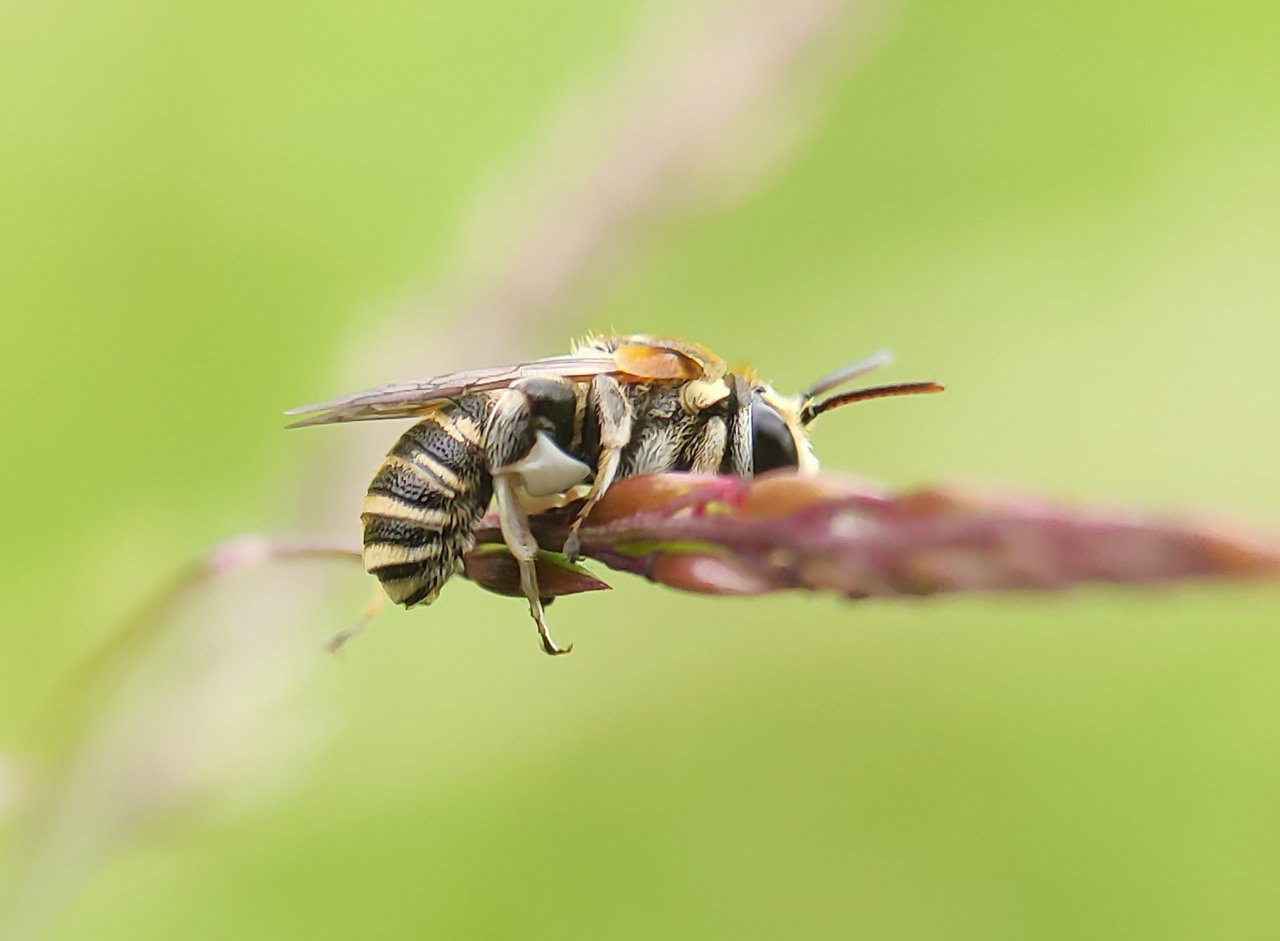 My Favorite Insect: Bees — Steemit