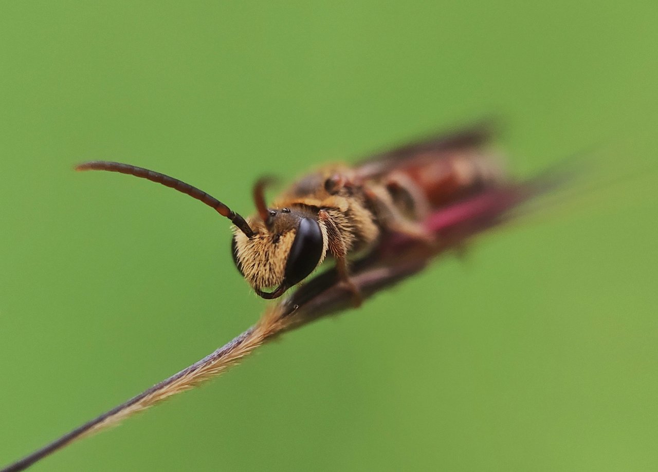 My Favorite Insect: Bees — Steemit