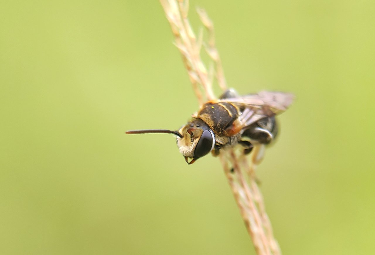My Favorite Insect: Bees — Steemit