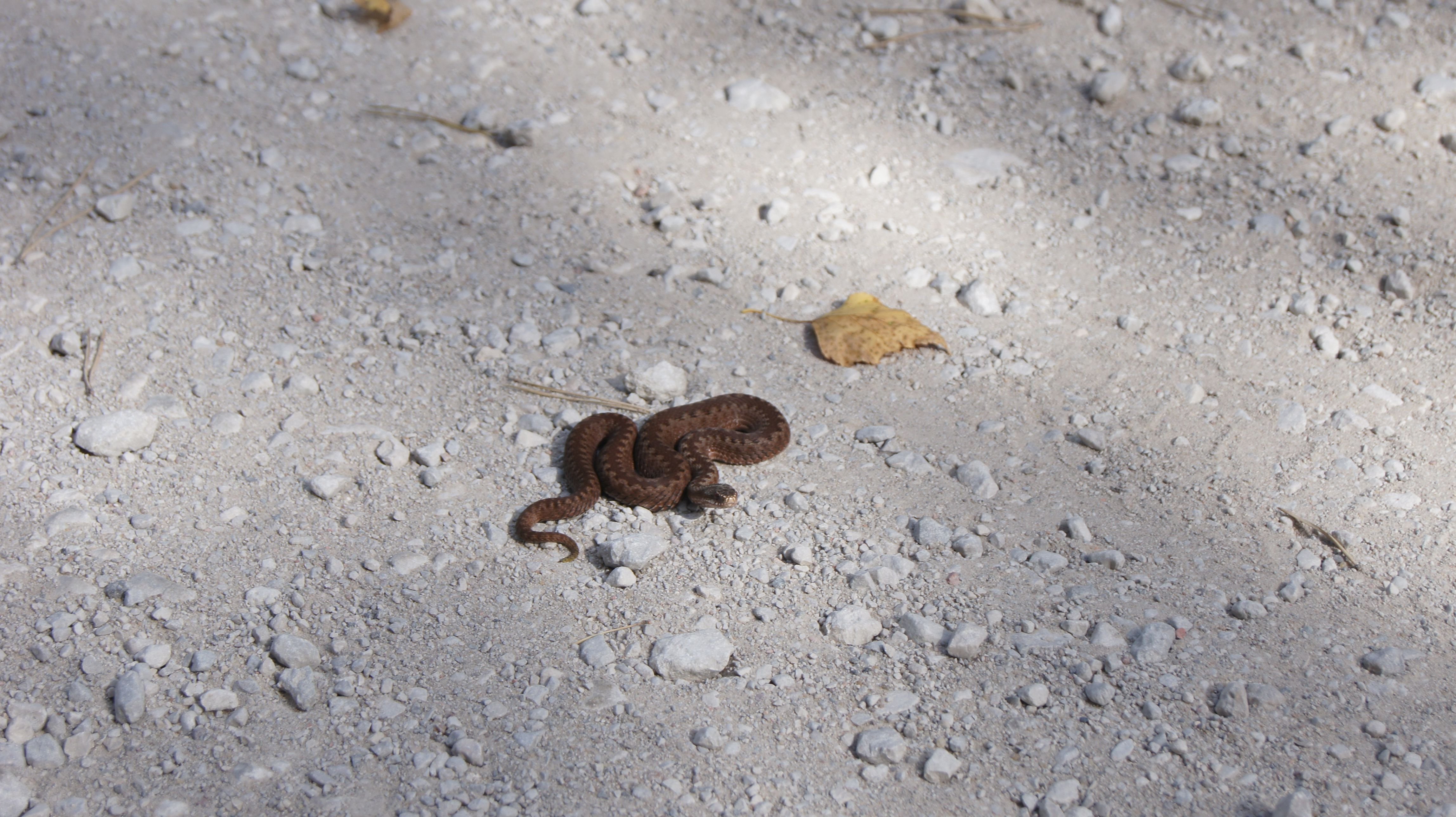 The only venomous snake of Poland. — Steemit