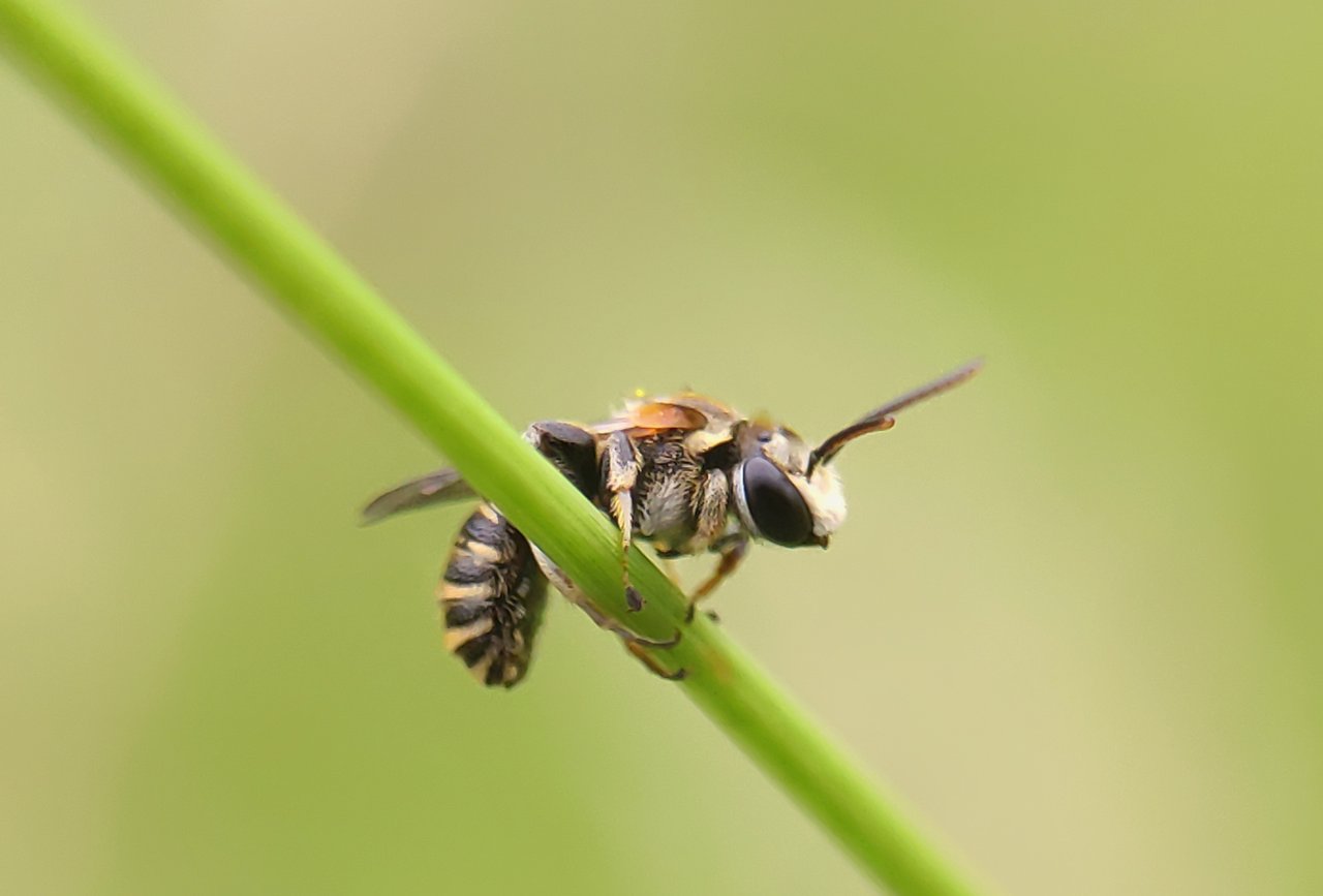My Favorite Insect: Bees — Steemit