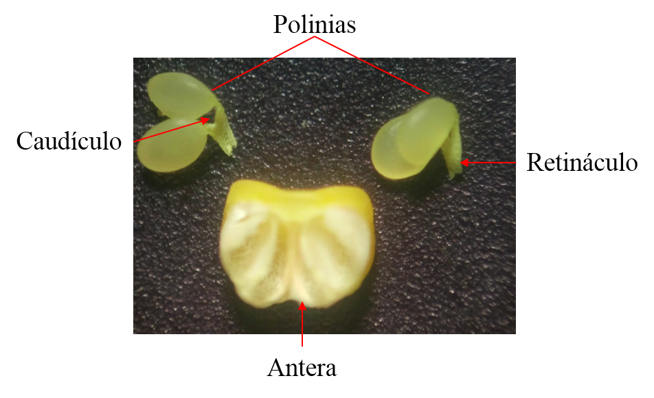 LAS ORQUÍDEAS (ORCHIDACEAE), CARACTERÍSTICAS BOTÁNICAS, SISTEMÁTICA Y ...