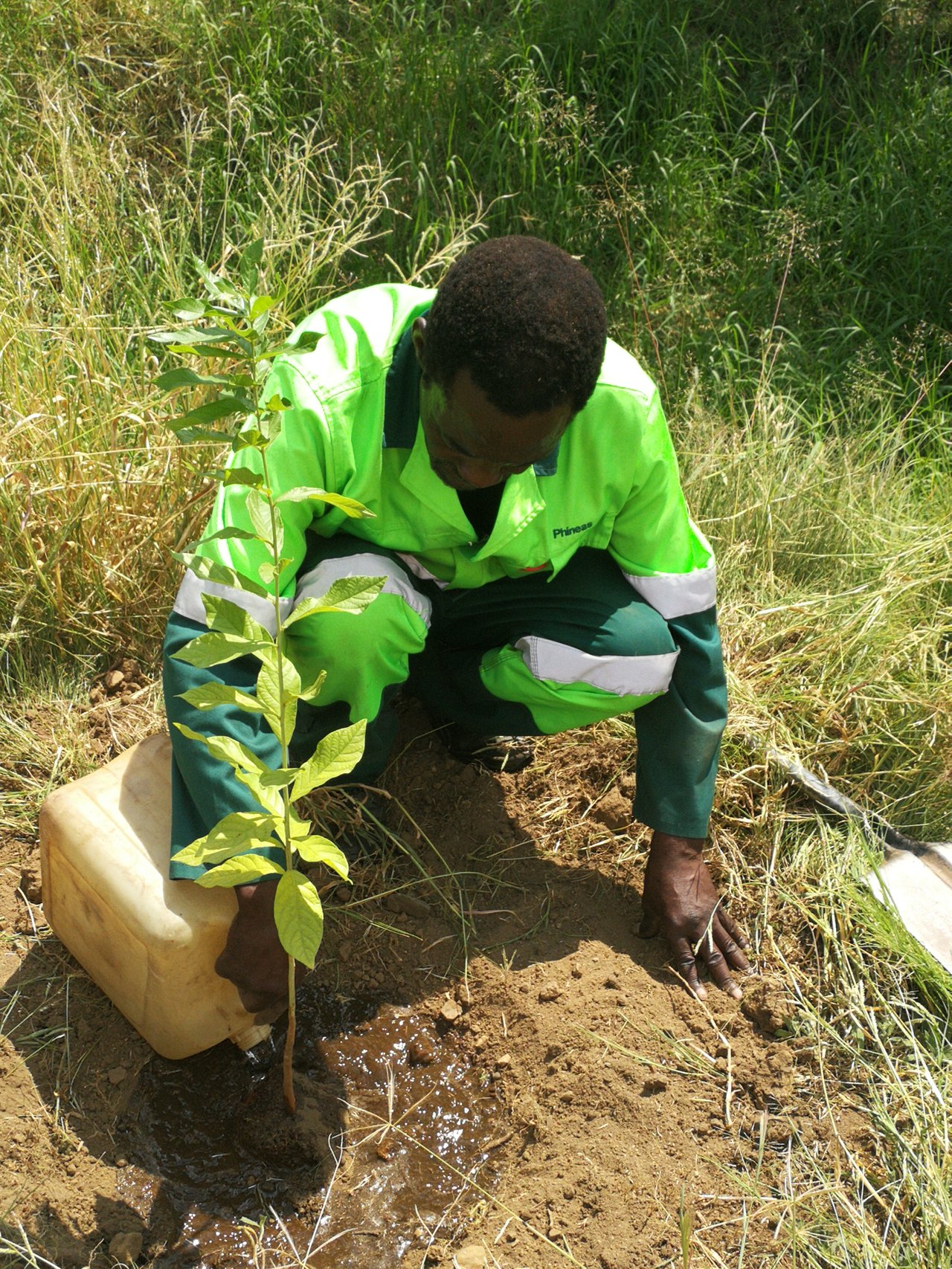 Gift Tree — Steemit