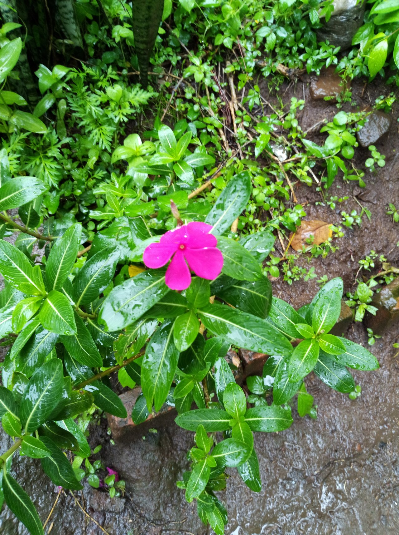 Chula una bella flor medicinal. — Steemit