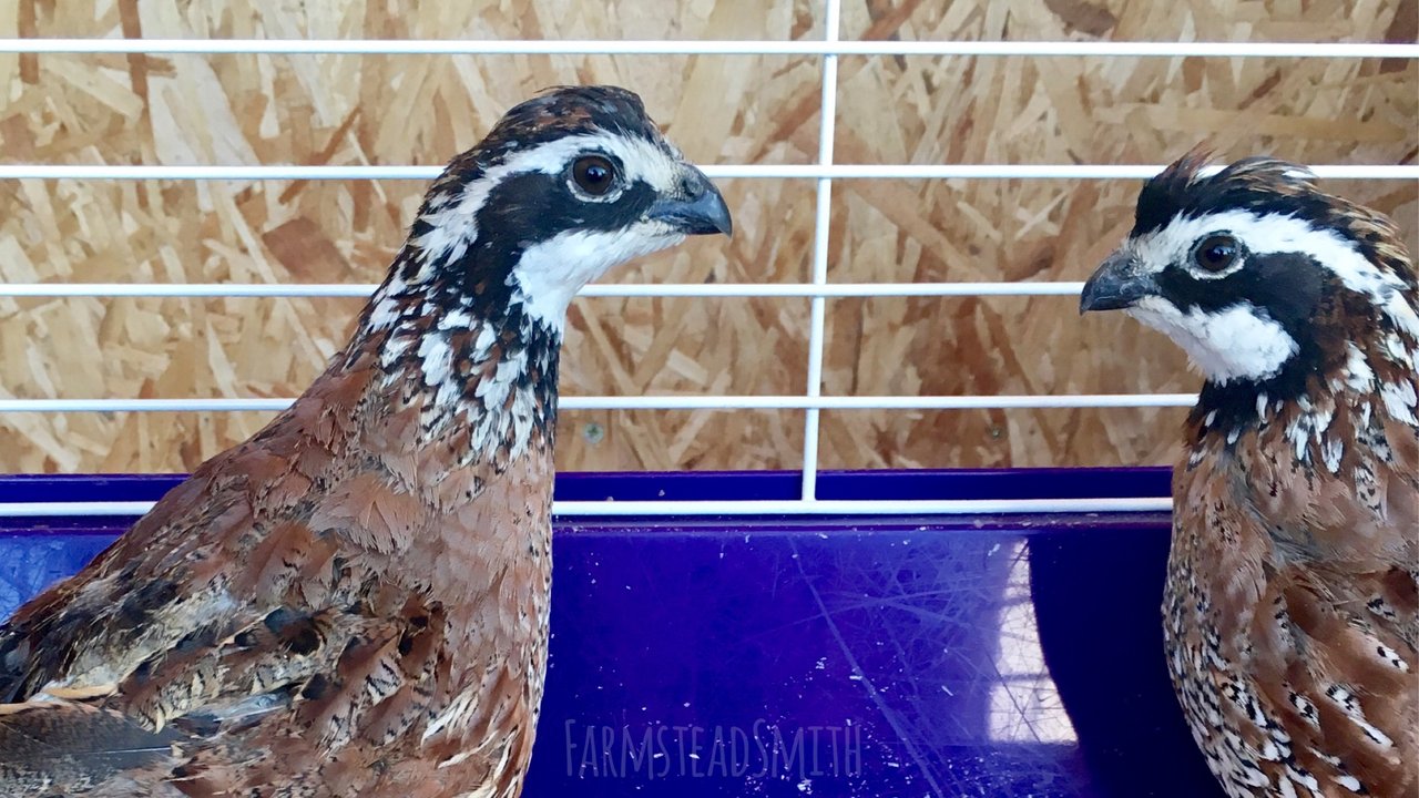 Quail Pen Complete! — Steemit