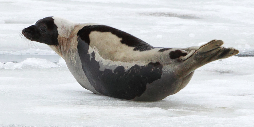 harp seals mating