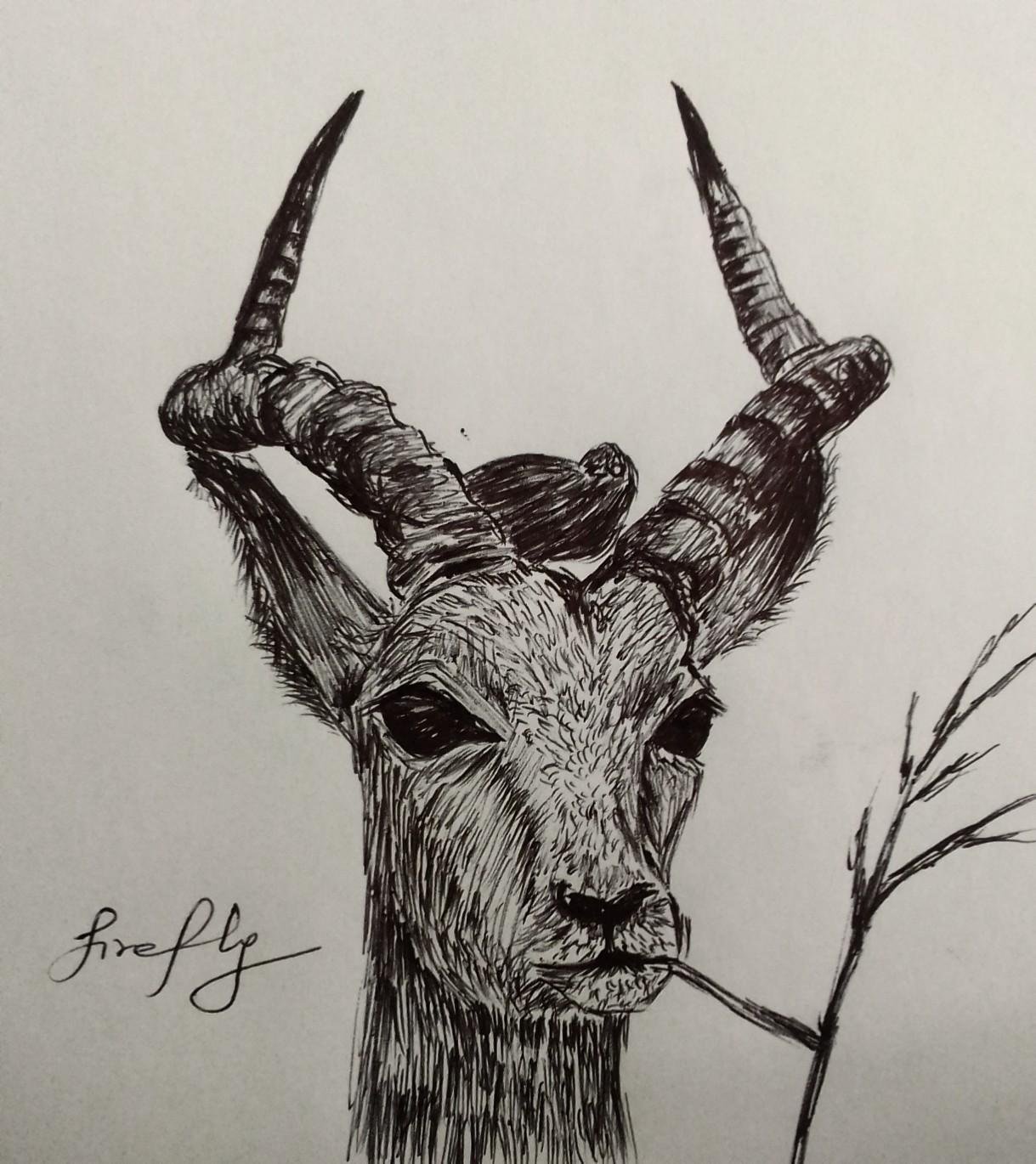 Antelope Drawing