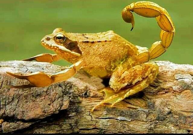 Master Frog — Steemit