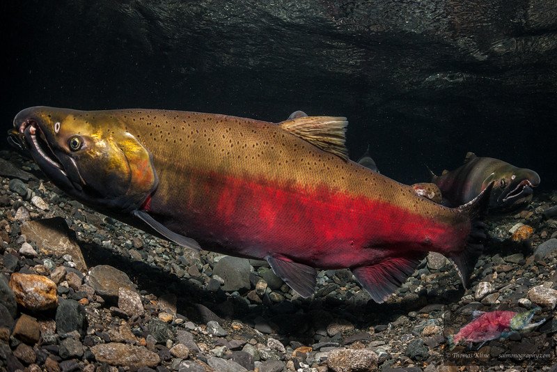 migratory salmon