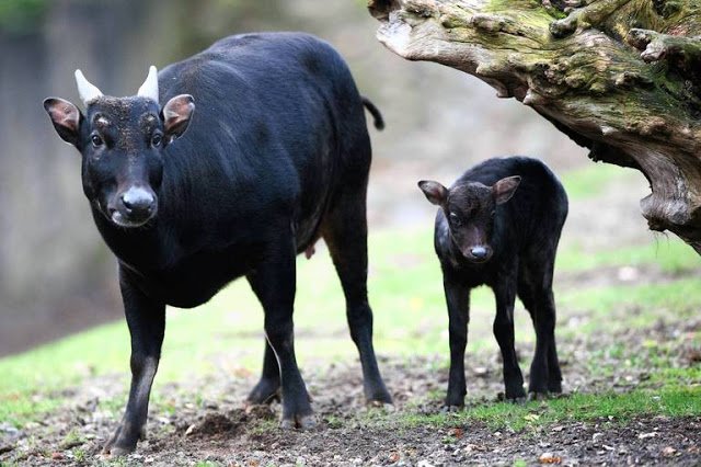 fauna (animals) endemic in Indonesia #1 : Anoa (Bubalus depressicornis ...