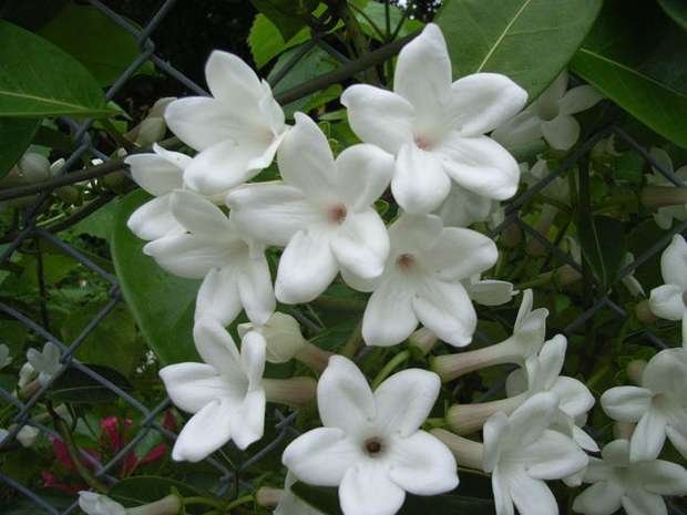 philippine national symbols pictures