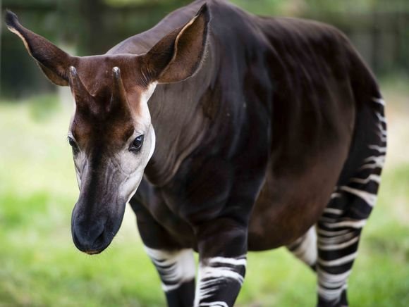 Intresting Facts About The Okapi — Steemit