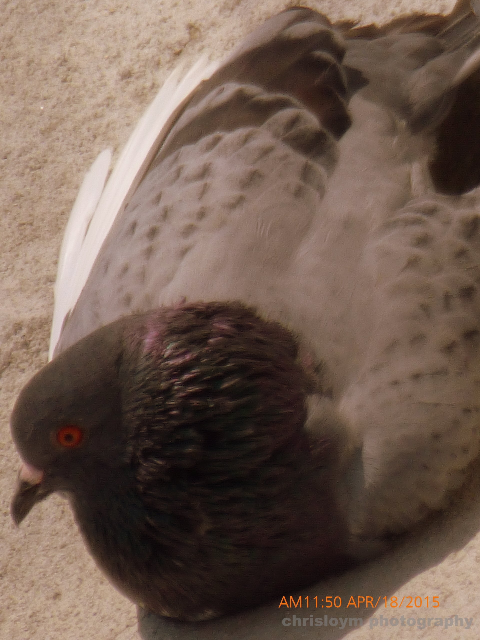 Bird watching - kok kok the chicken meets woo woo the pigeon — Steemit