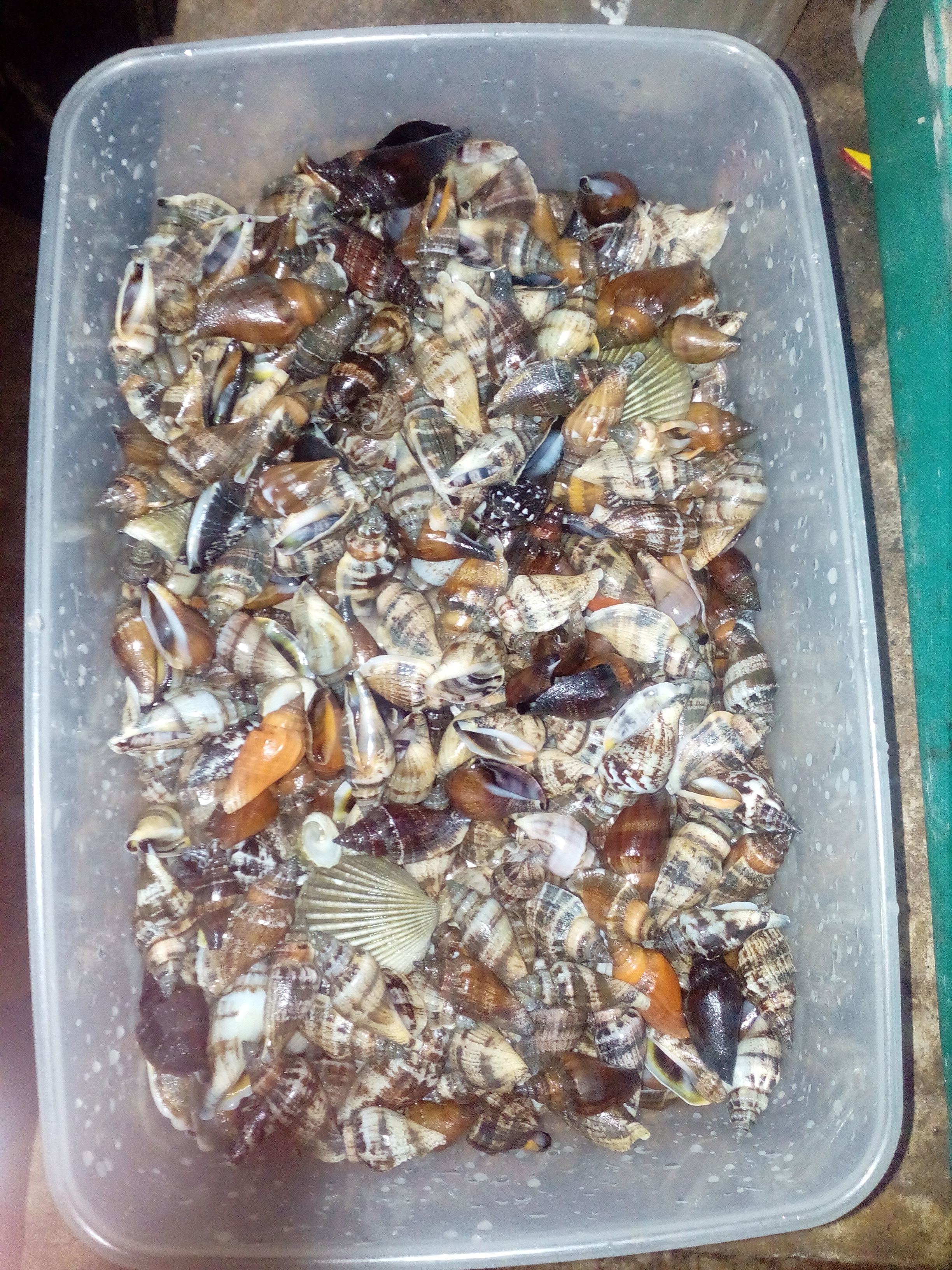 Craving for sea shell food... — Steemit