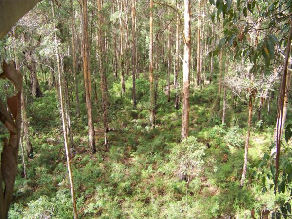 Into the Forest - Climbing the Gloucester Tree - Pemberton, Western ...