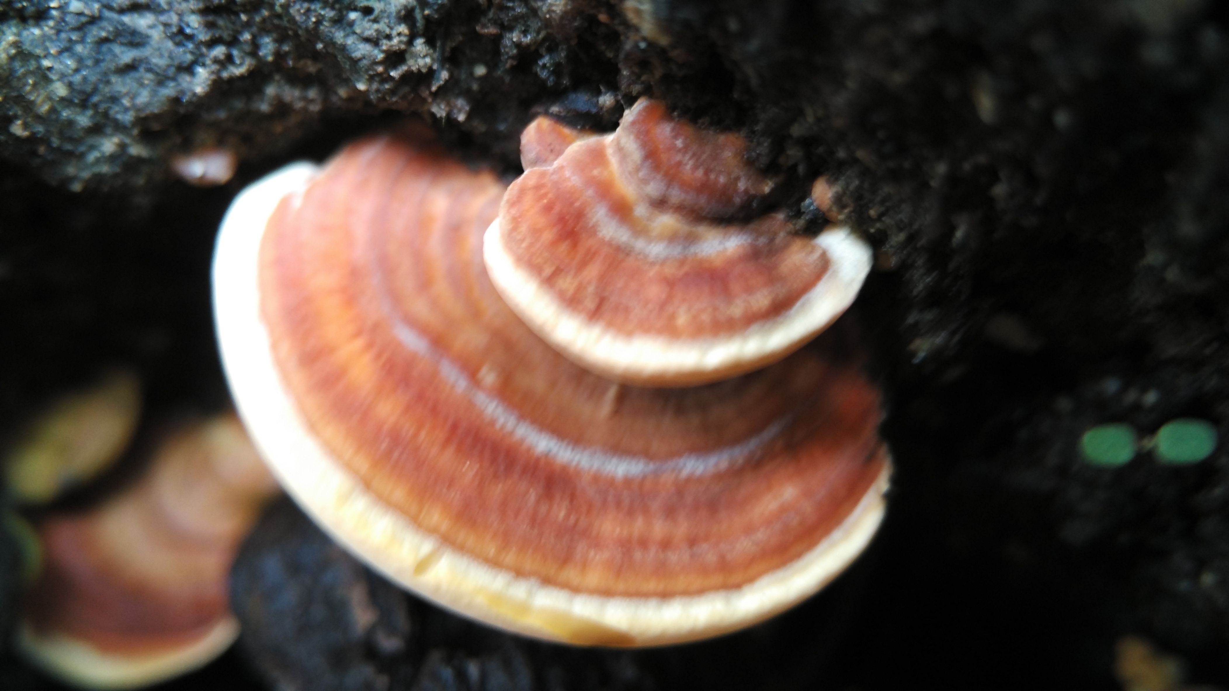 The golden red mushroom on the trunk of the areca nut tree — Steemit