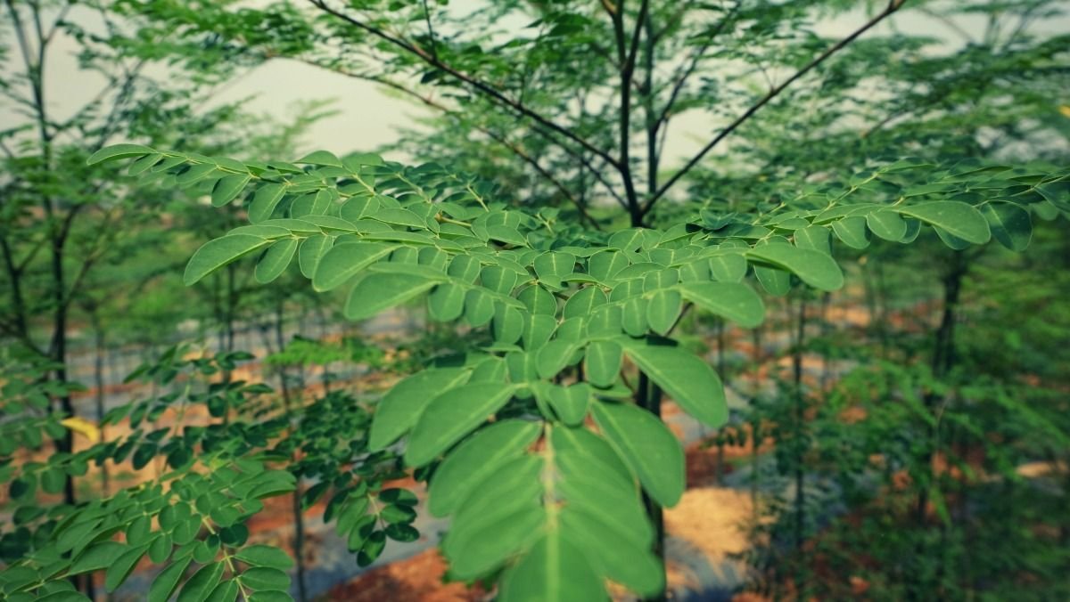 Organic Moringa Farm Visit + The Many Uses and Benefits Of The Mighty ...