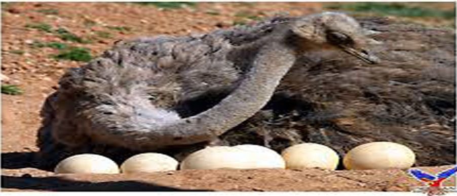 Camel Eggs — Steemit