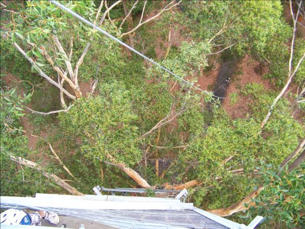Into the Forest - Climbing the Gloucester Tree - Pemberton, Western ...