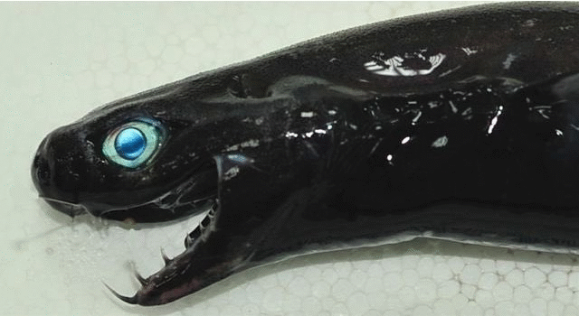 SciencePop Nature Digest: One More Alien Fish, Super-Predator Spider ...