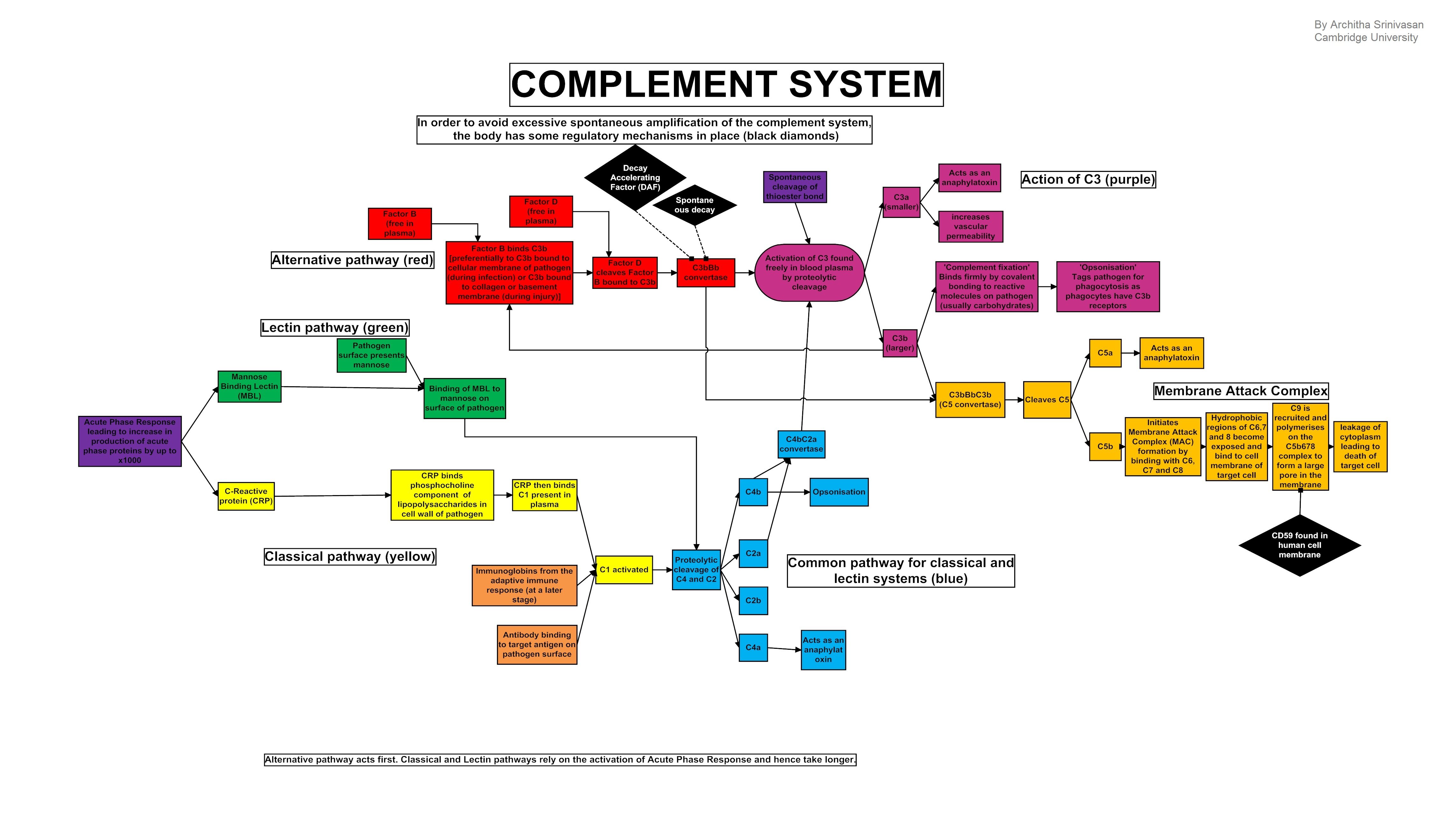 **THE COMPLEMENT SYSTEM - A Mechanism of innate immunity** — Steemit