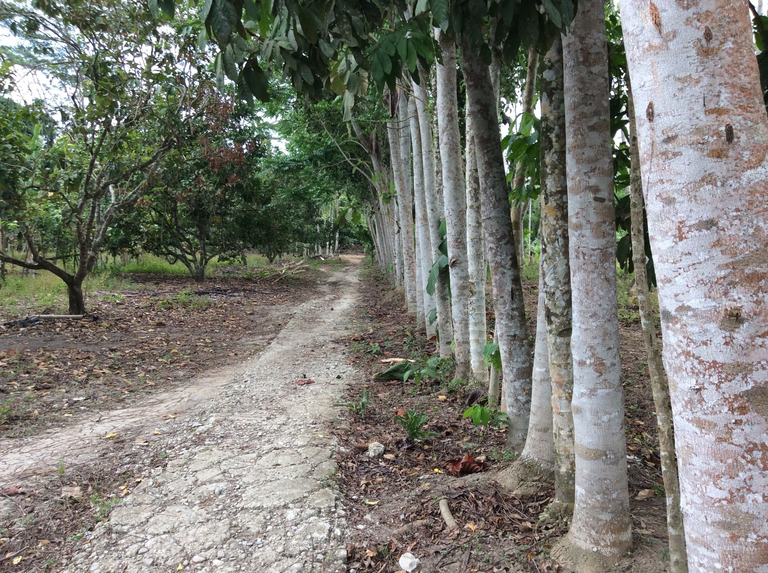 Pohon Sentang berjejer pada sebuah lorong. — Steemit