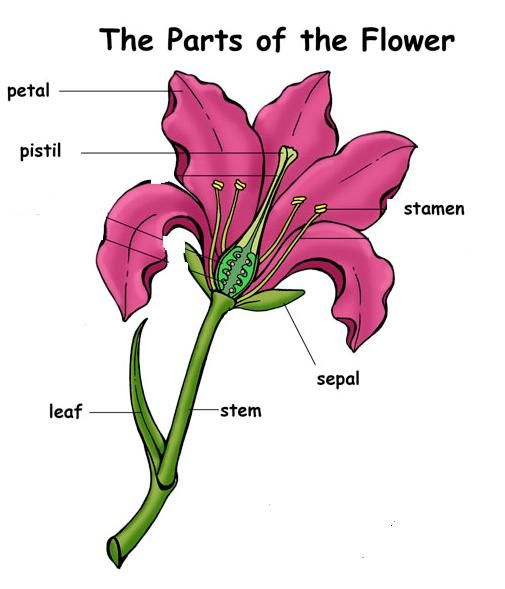 4 Main Parts Of A Flower And Their Functions For Cl 4 - Infoupdate.org
