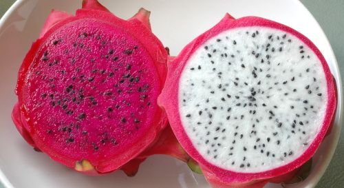dragon fruit coloring picture