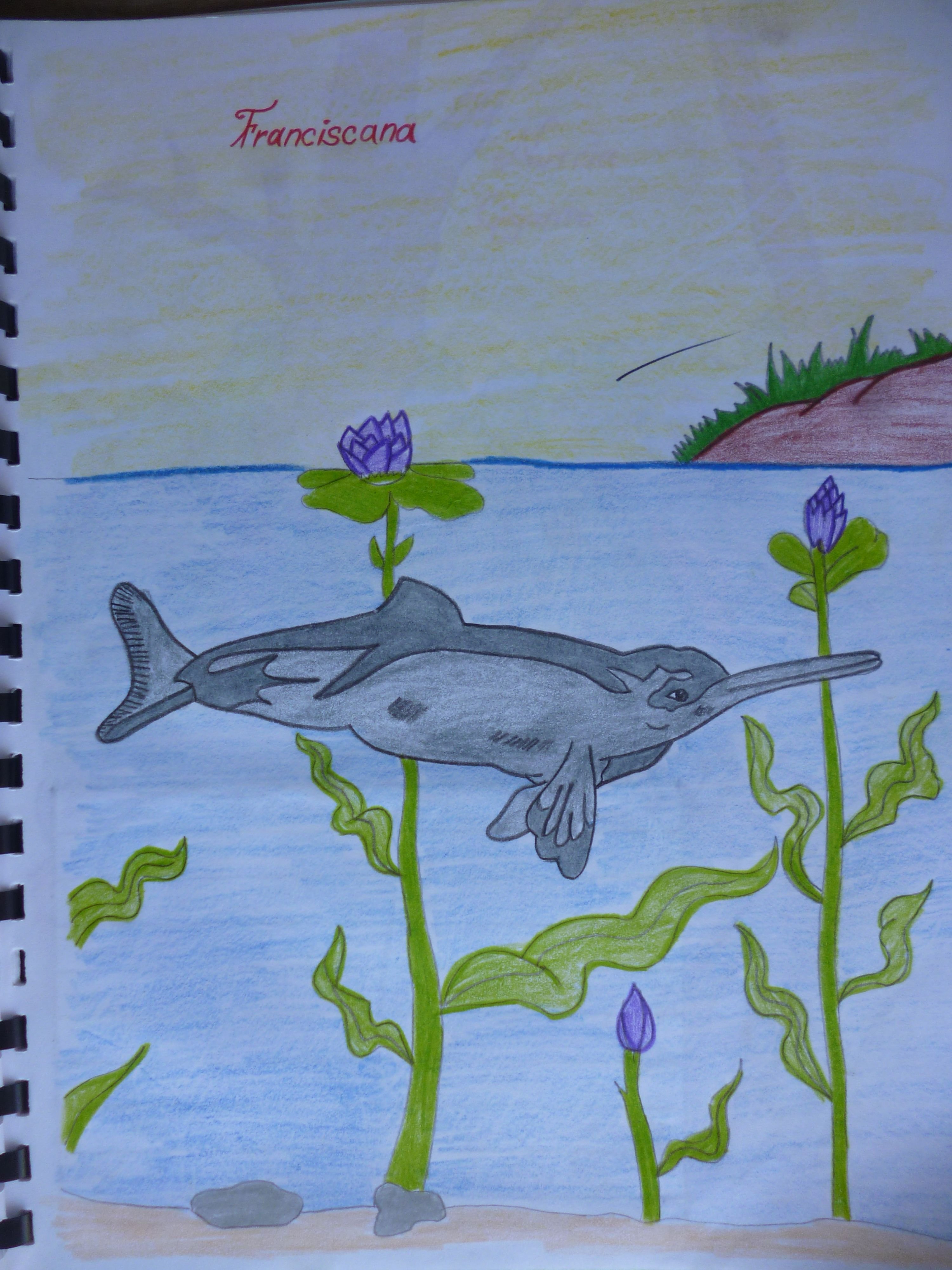 Animales En Peligro De Extincion Dibujos