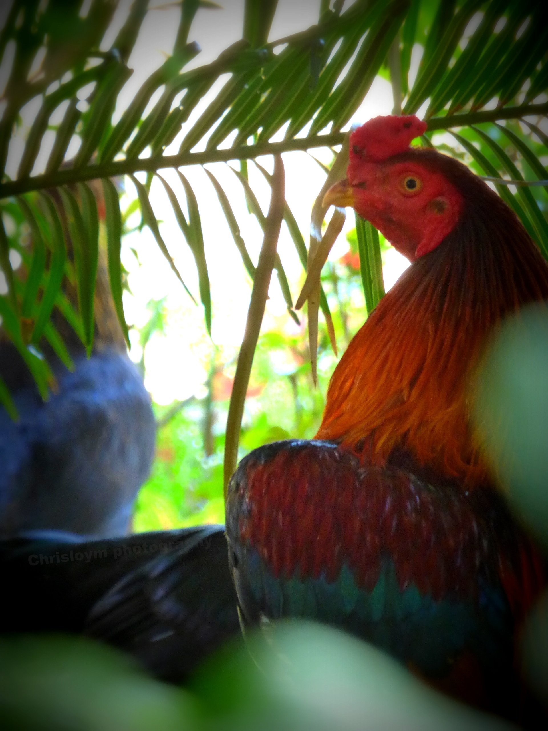 Bird watching - kok kok the chicken meets woo woo the pigeon — Steemit