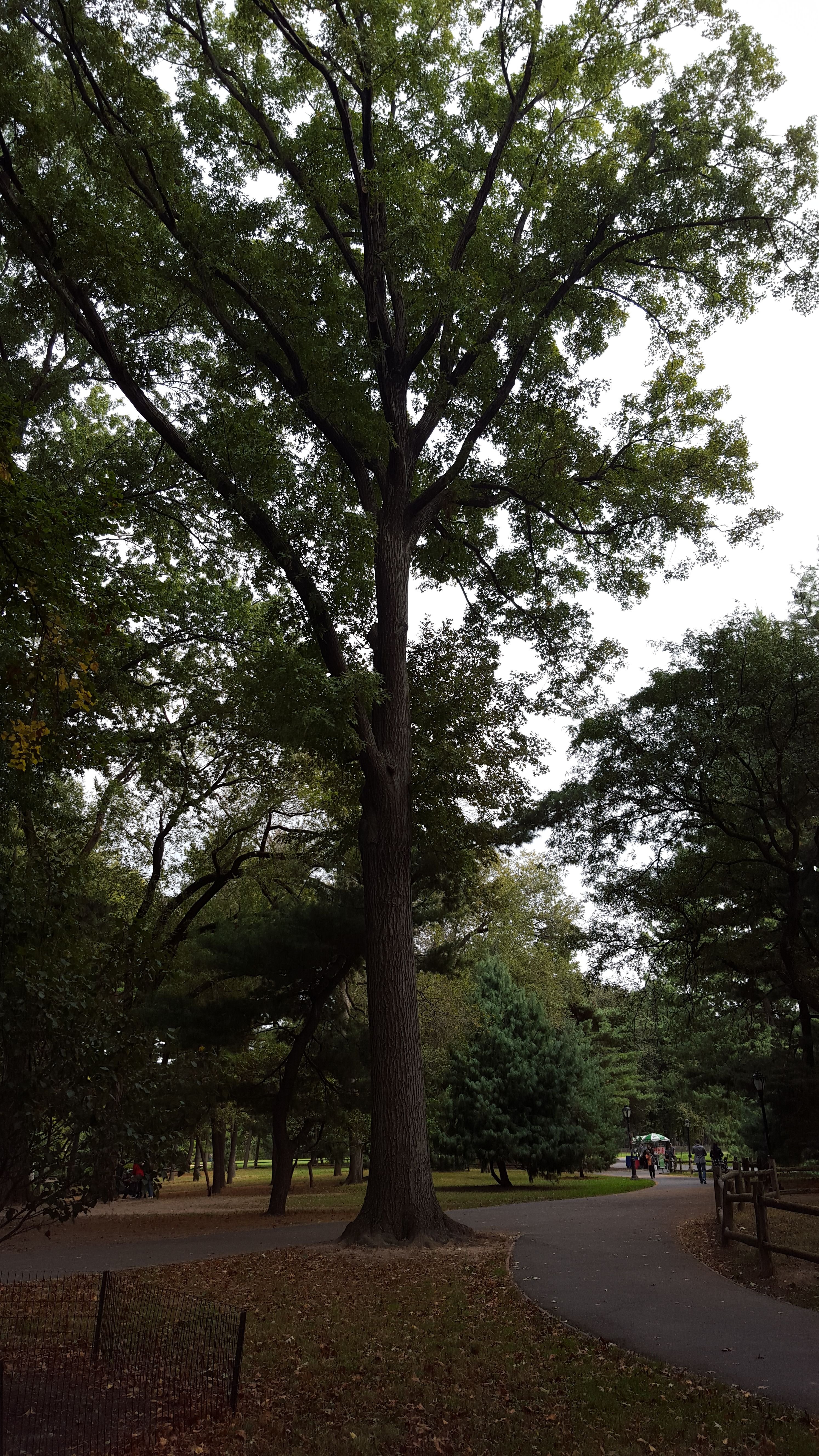 The Amateur Mycologist Tree Health Special - A Crash Course In Trees ...