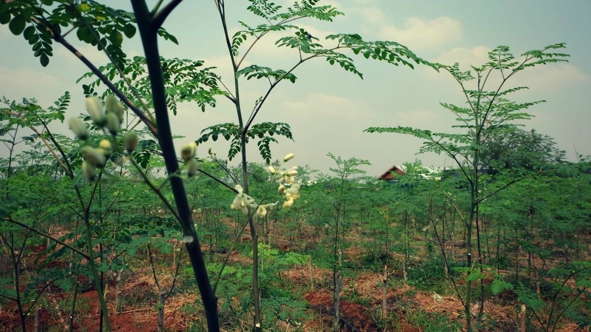 Organic Moringa Farm Visit + The Many Uses and Benefits Of The Mighty ...