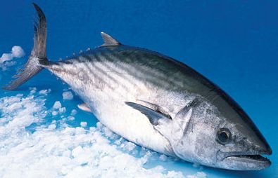 Palamut mu Torik mi derken TOMBİK çıktı ! — Steemit