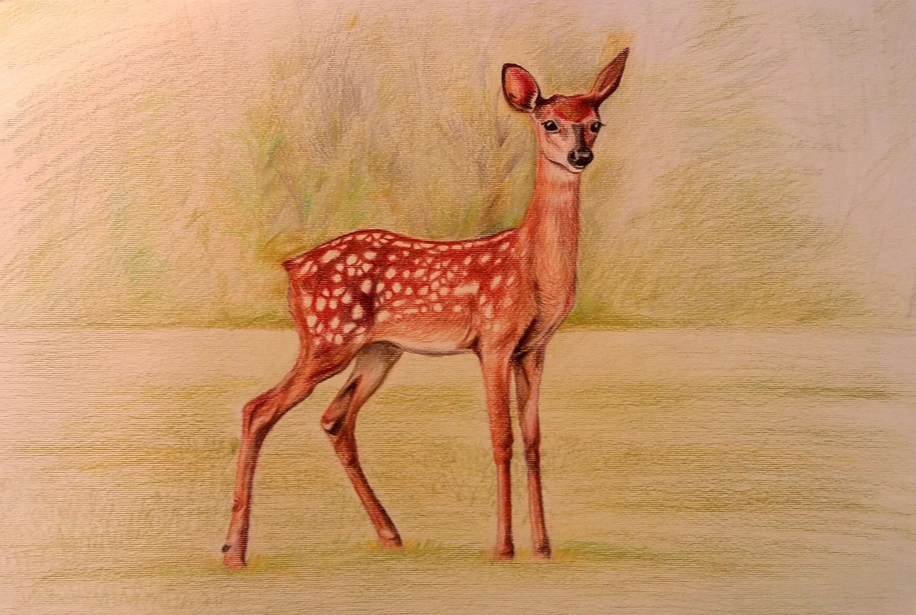 Reh Zeichnungen